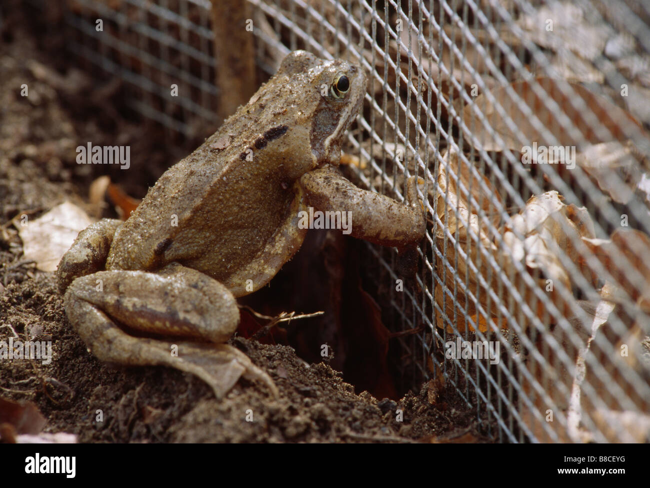COMMON FROG & fence Stock Photo - Alamy