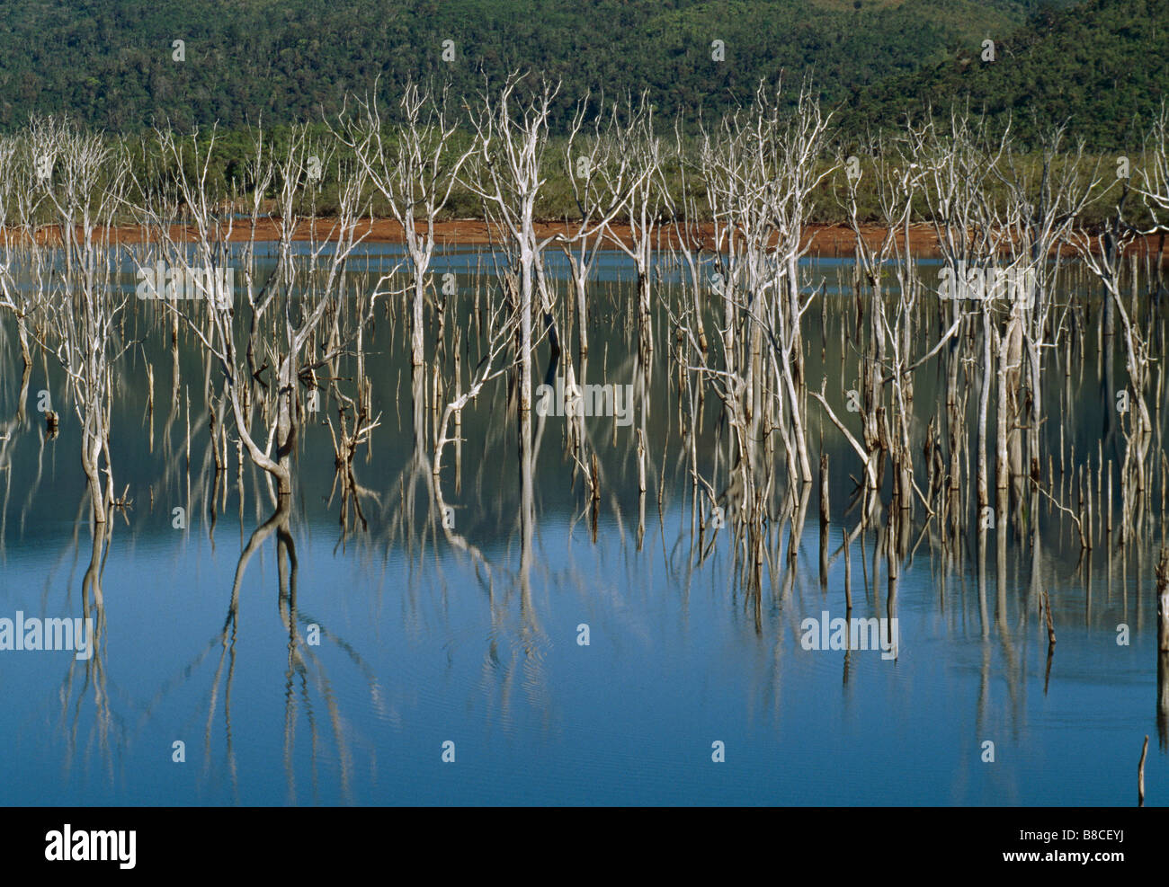 DEAD TREES in dam Stock Photo - Alamy