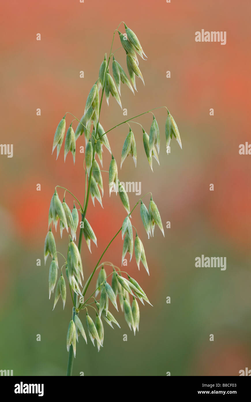 Avena avena fatua hi-res stock photography and images - Alamy