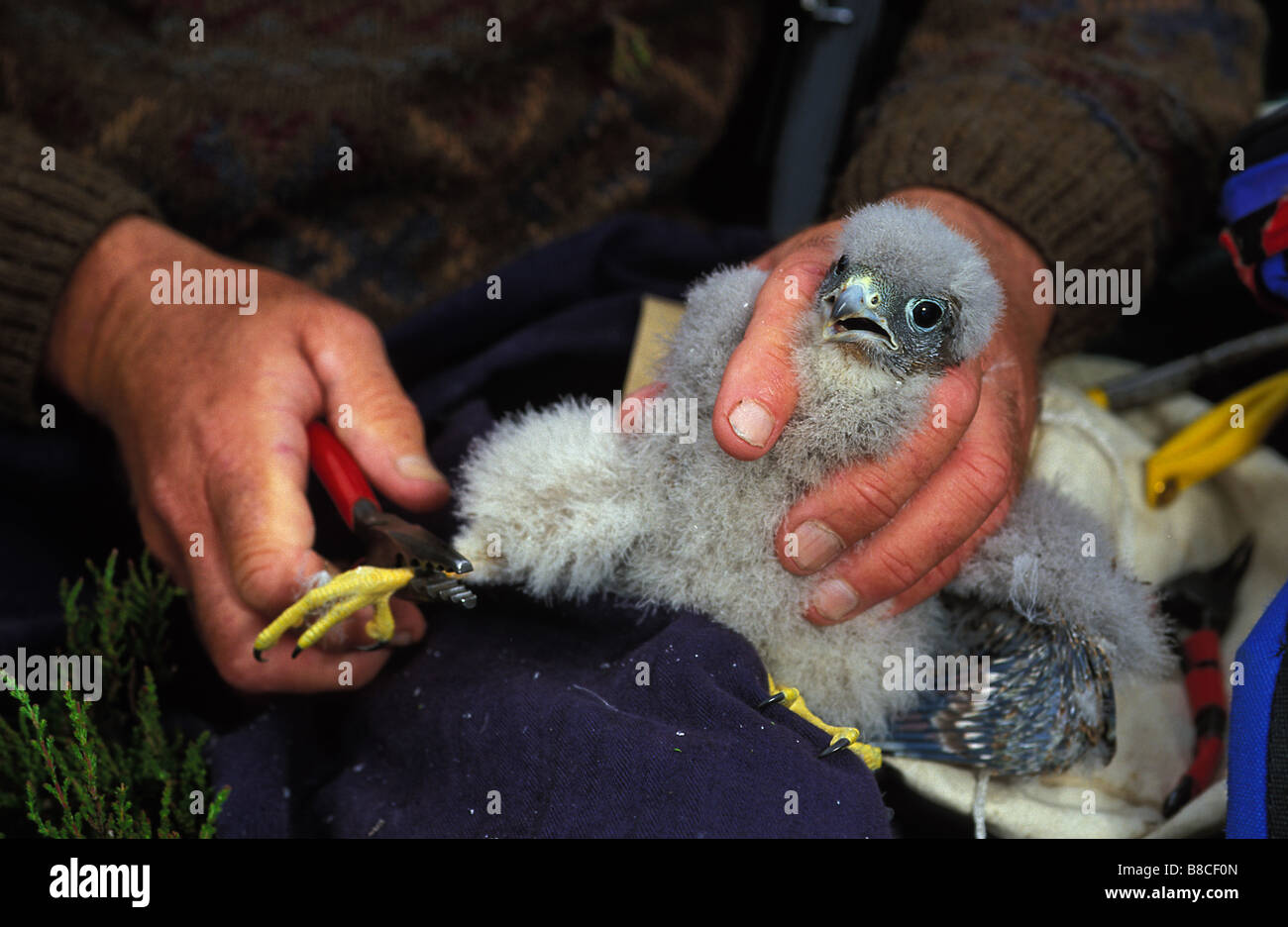 Merlin's ring hi-res stock photography and images - Alamy
