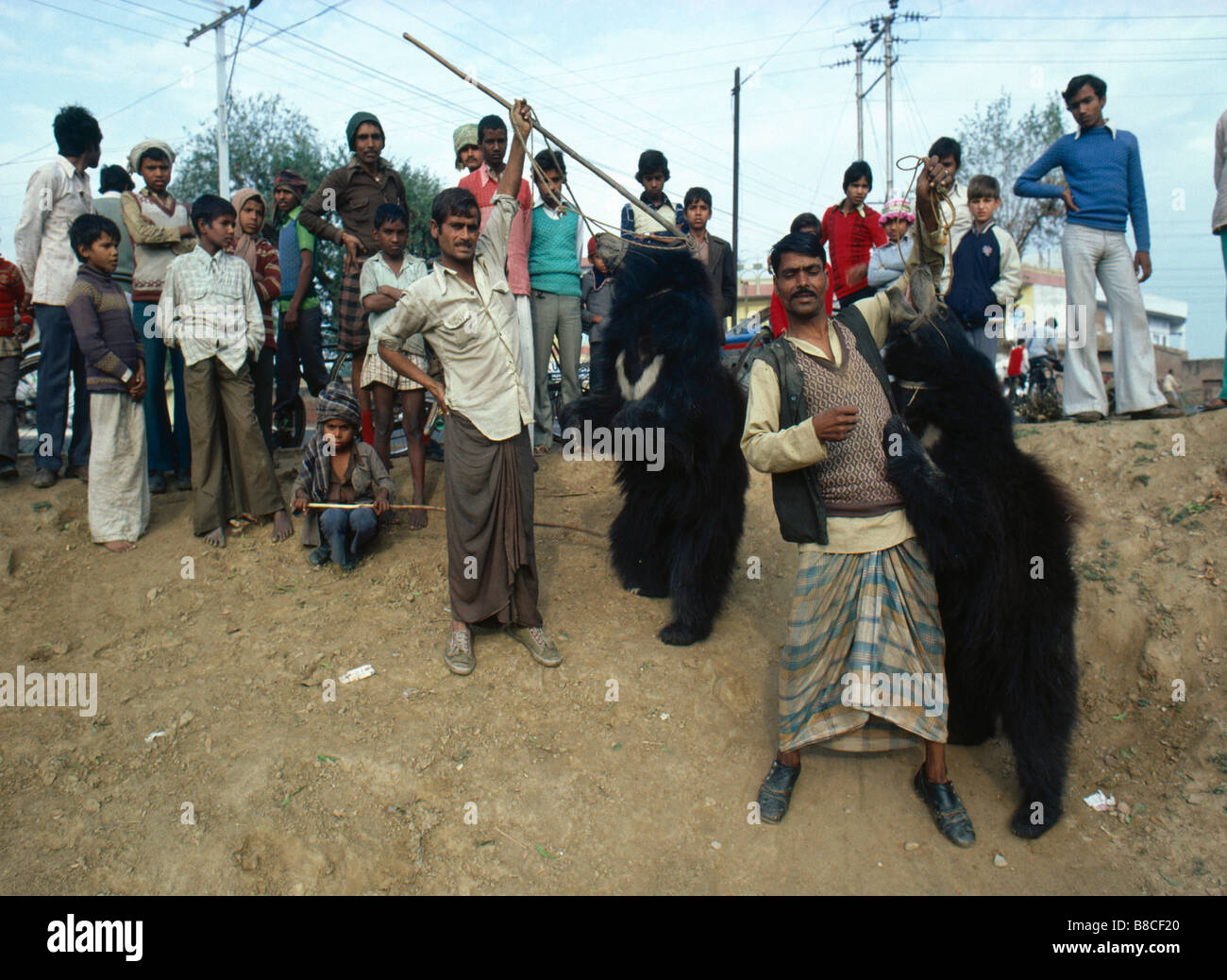 Pairs of bears hi-res stock photography and images - Alamy