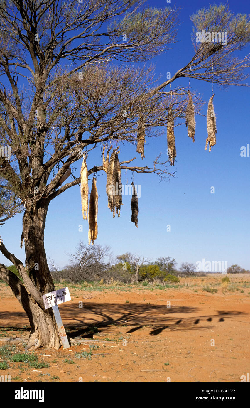 Australian feral animals hi-res stock photography and images - Alamy