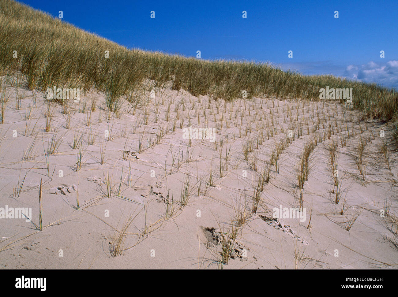 Dune stabilisation hi-res stock photography and images - Alamy