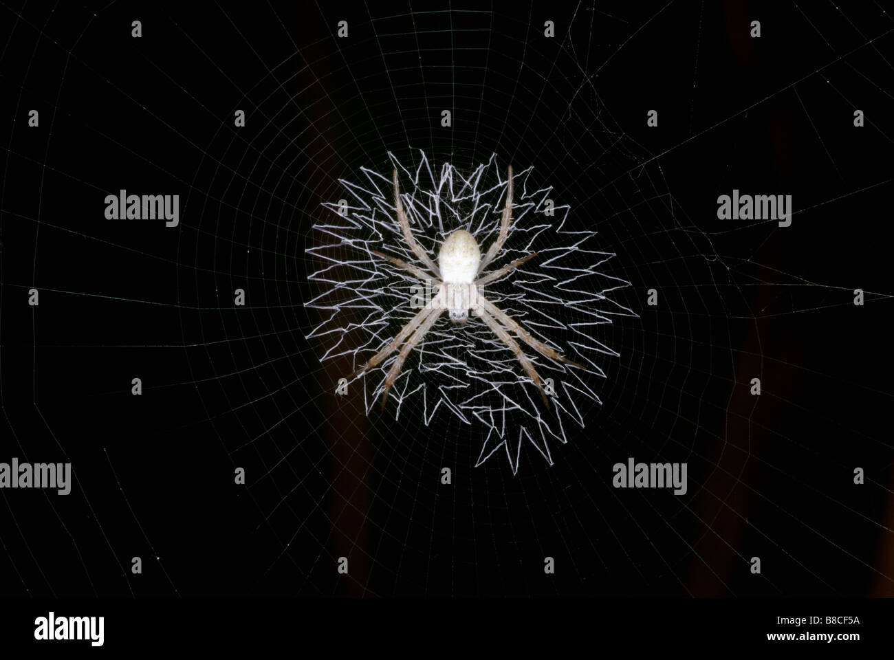 Signature spiders hi-res stock photography and images - Alamy