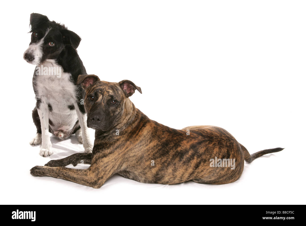 Brindle mongrel Cut Out Stock Images & Pictures - Alamy