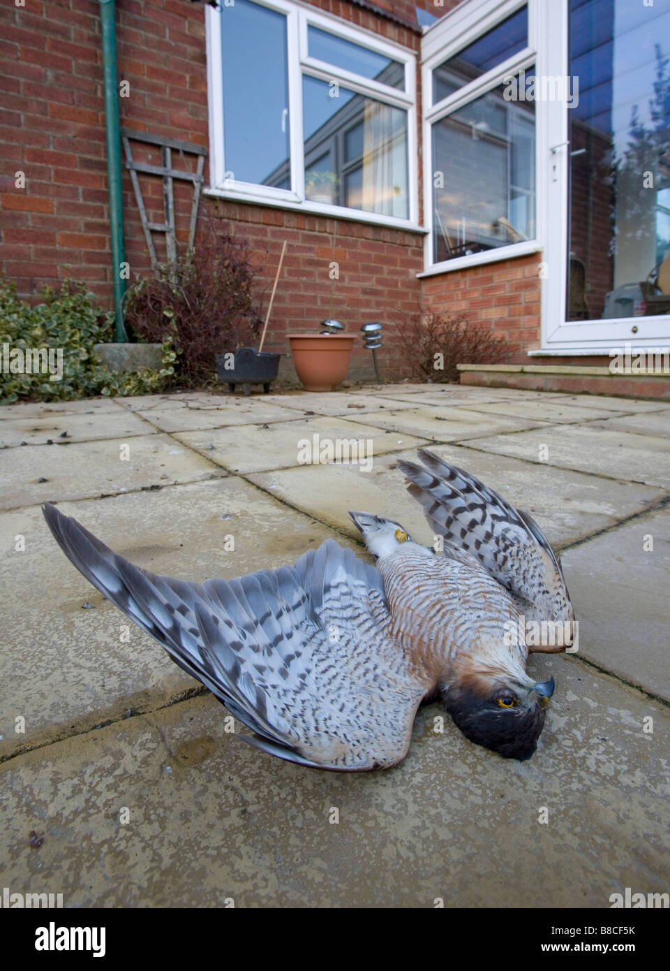Death Hawk High Resolution Stock Photography and Images - Alamy
