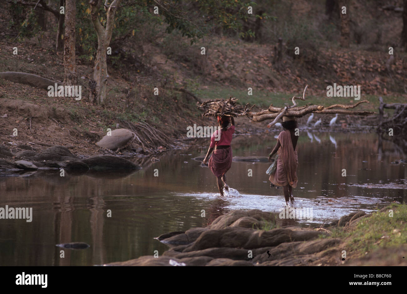 Firewood collection hi-res stock photography and images - Alamy