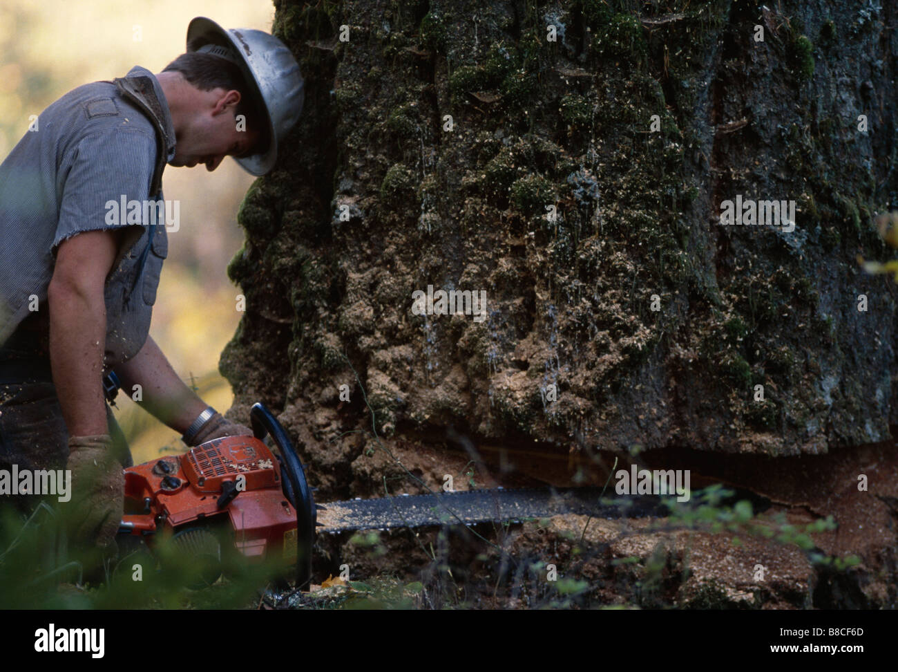 American felling hi-res stock photography and images - Alamy