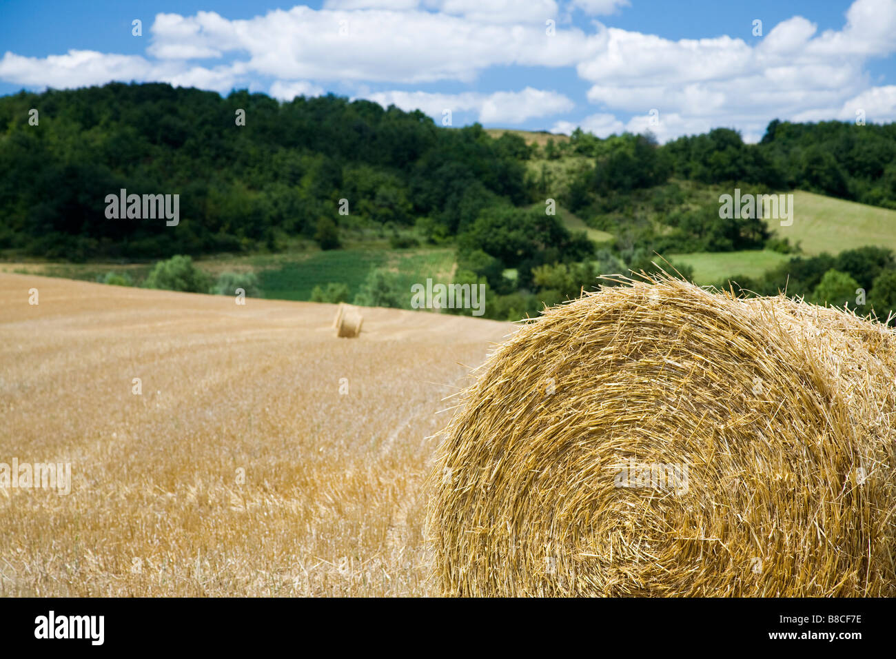 Hay bales in field Stock Photo - Alamy