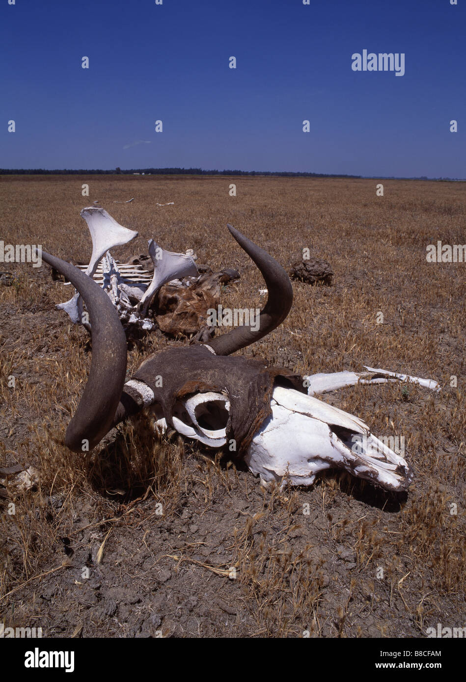SKELETON OF COW Stock Photo - Alamy
