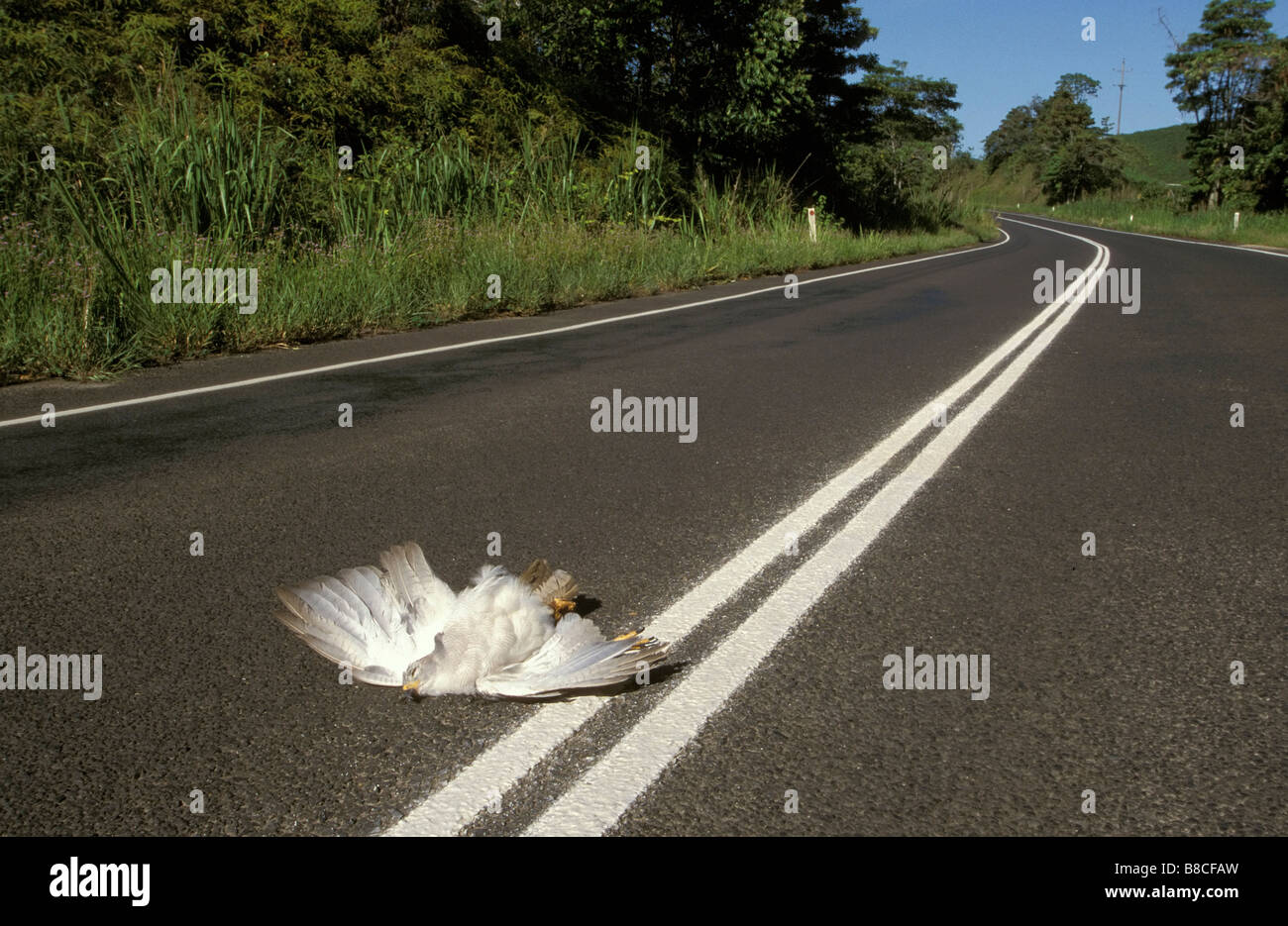 Roadkill hawk dead hi-res stock photography and images - Alamy