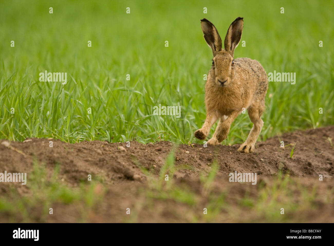 Farm hare hi-res stock photography and images - Alamy