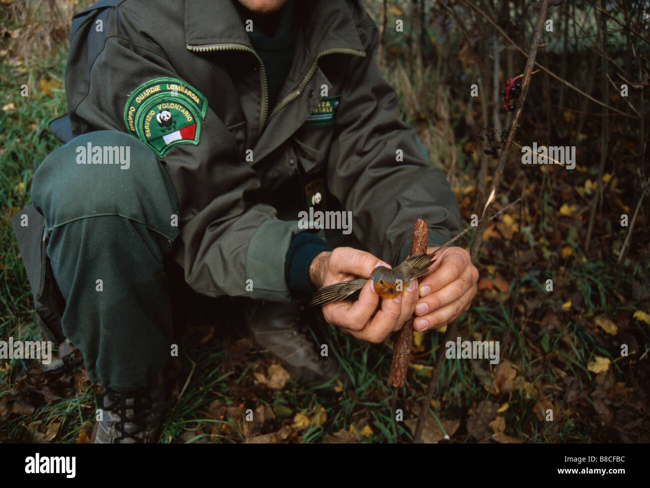 Italian robin hi-res stock photography and images - Alamy