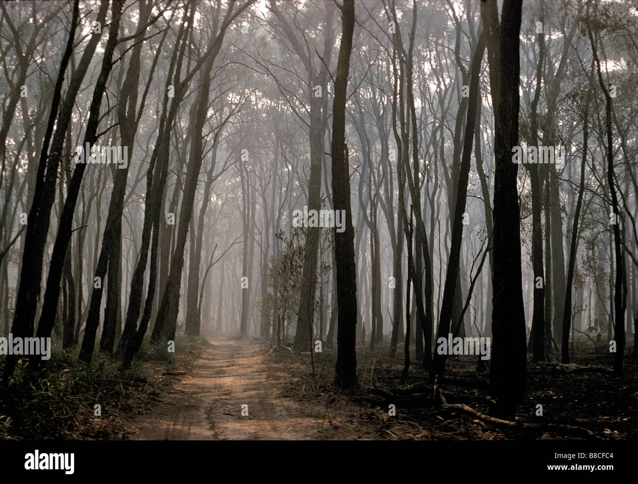 Bushfires hi-res stock photography and images - Alamy