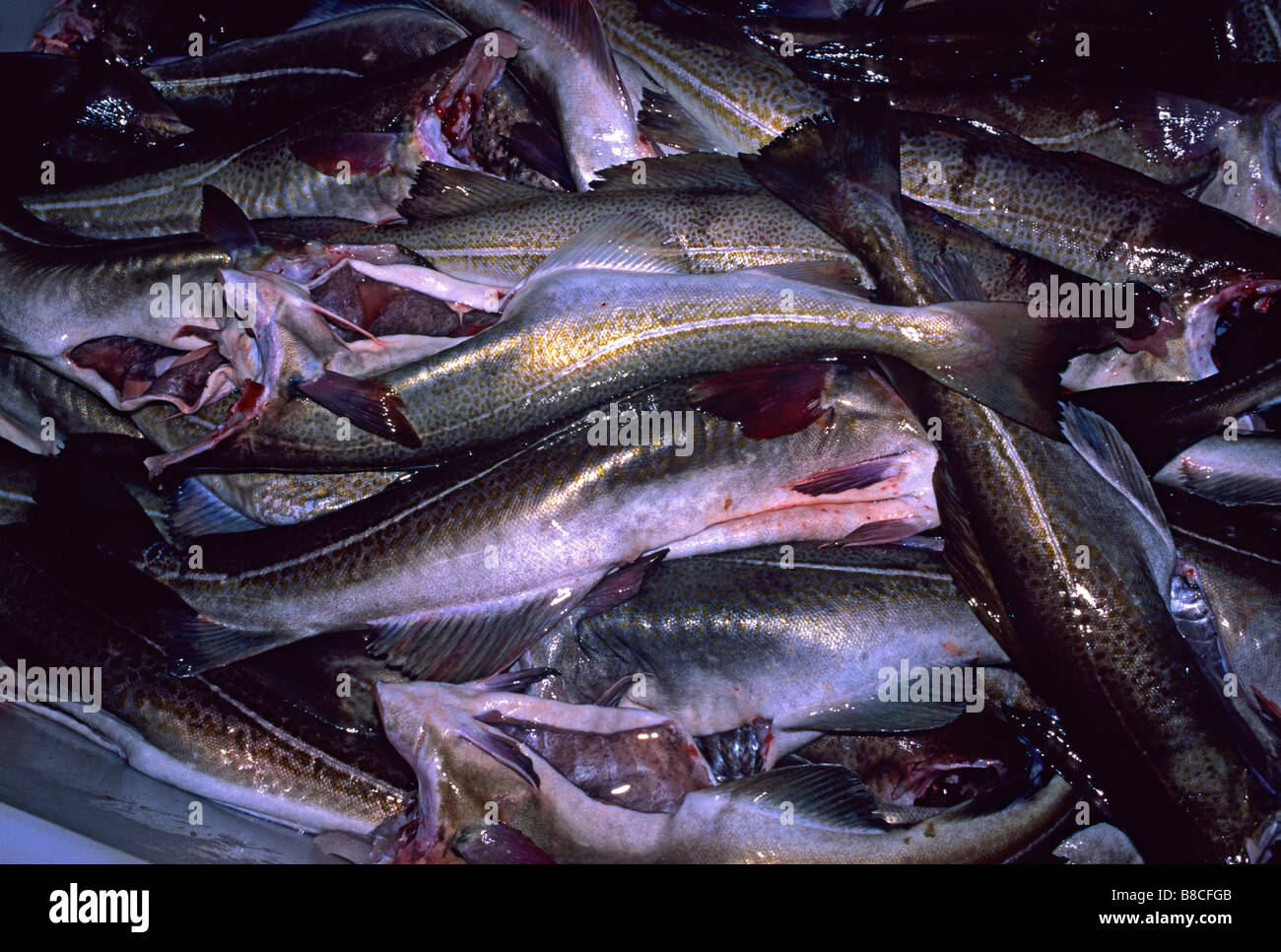 Dead cod fish hi-res stock photography and images - Alamy