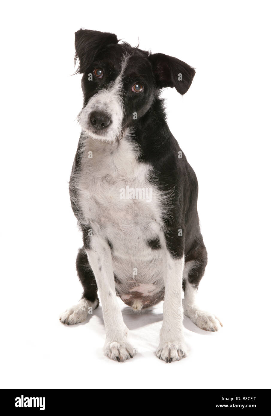 Mixed Breed Dog Sitting Studio Stock Photo - Alamy