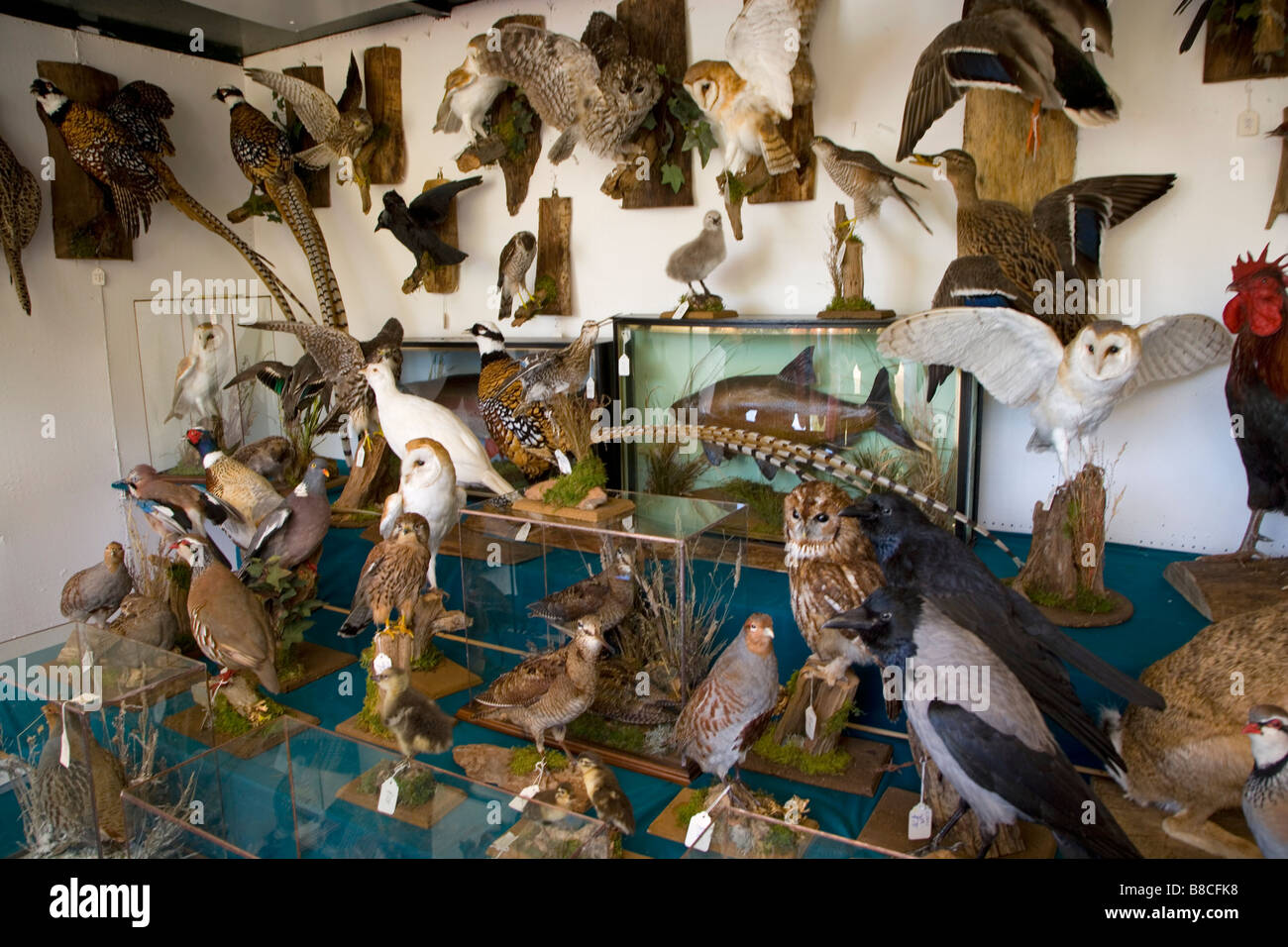 Taxidermy Taxidermist High Resolution Stock Photography and Images - Alamy