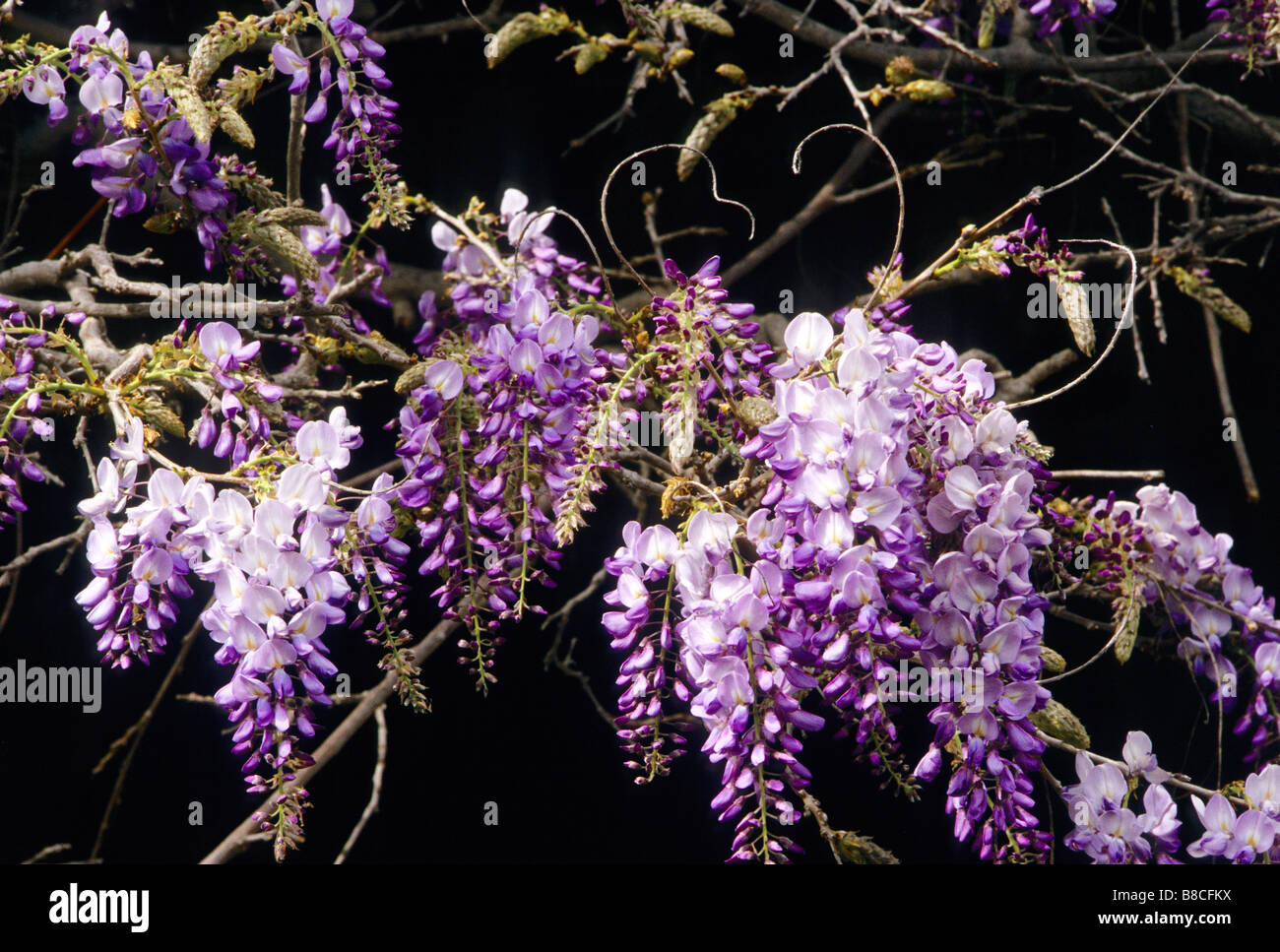 American wisteria frutescens hi-res stock photography and images - Alamy
