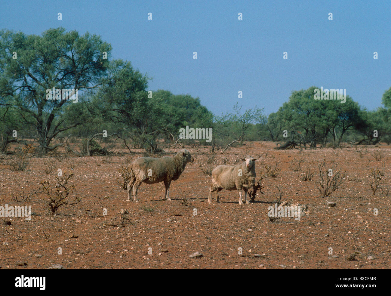 Grazing erosion sheep hi-res stock photography and images - Alamy
