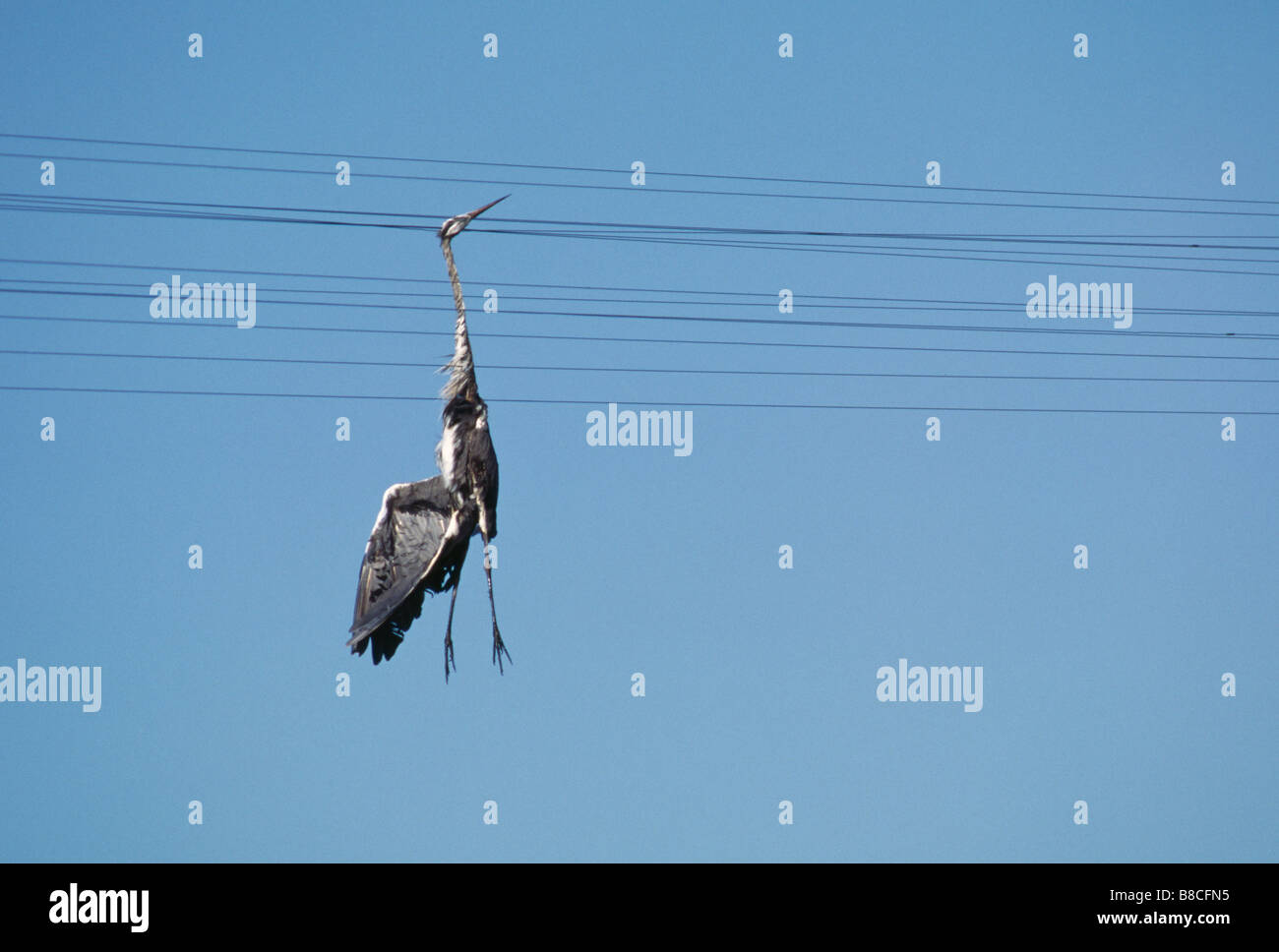 Dead bird power line hi-res stock photography and images - Alamy