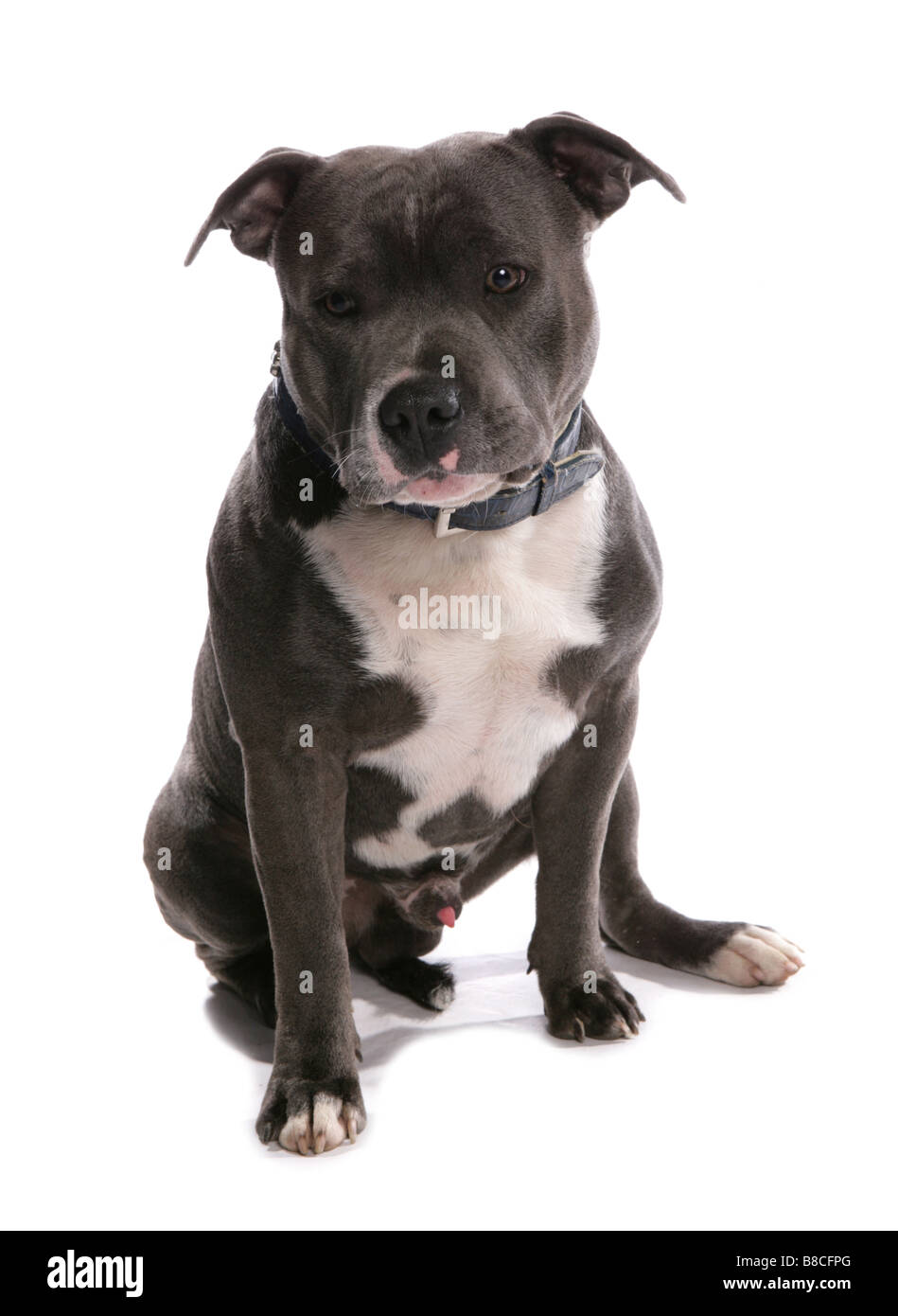 Staffordshire Bull terrier Dog Sitting Studio Stock Photo - Alamy