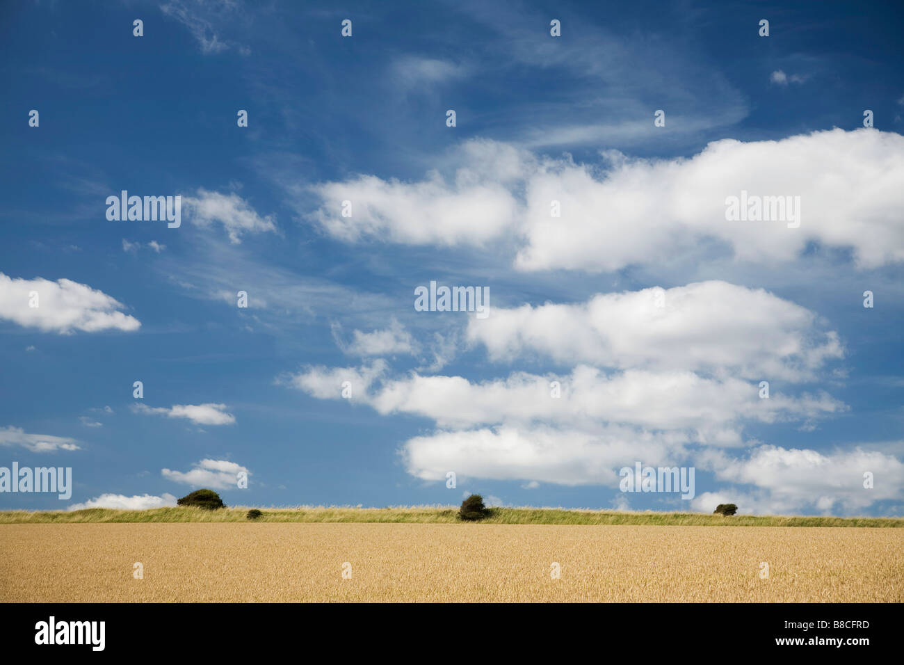 Field and sky with clouds Stock Photo - Alamy