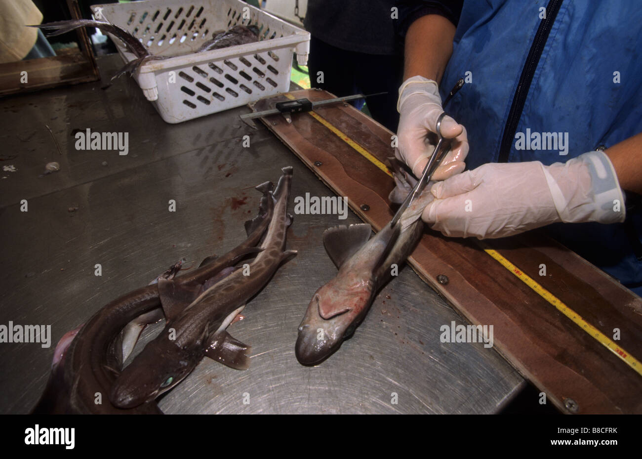 Fish conservation research hi-res stock photography and images - Alamy