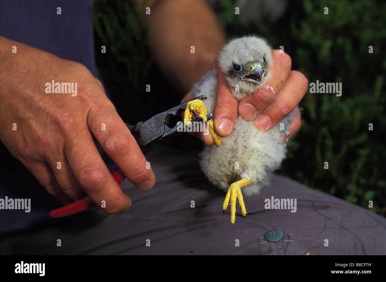 Merlin young hi-res stock photography and images - Alamy