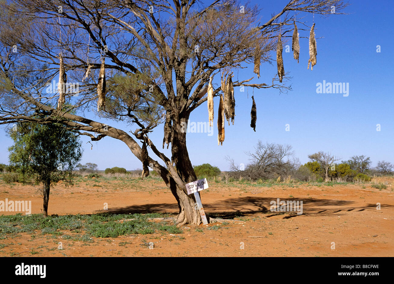 Australian feral animals hi-res stock photography and images - Alamy