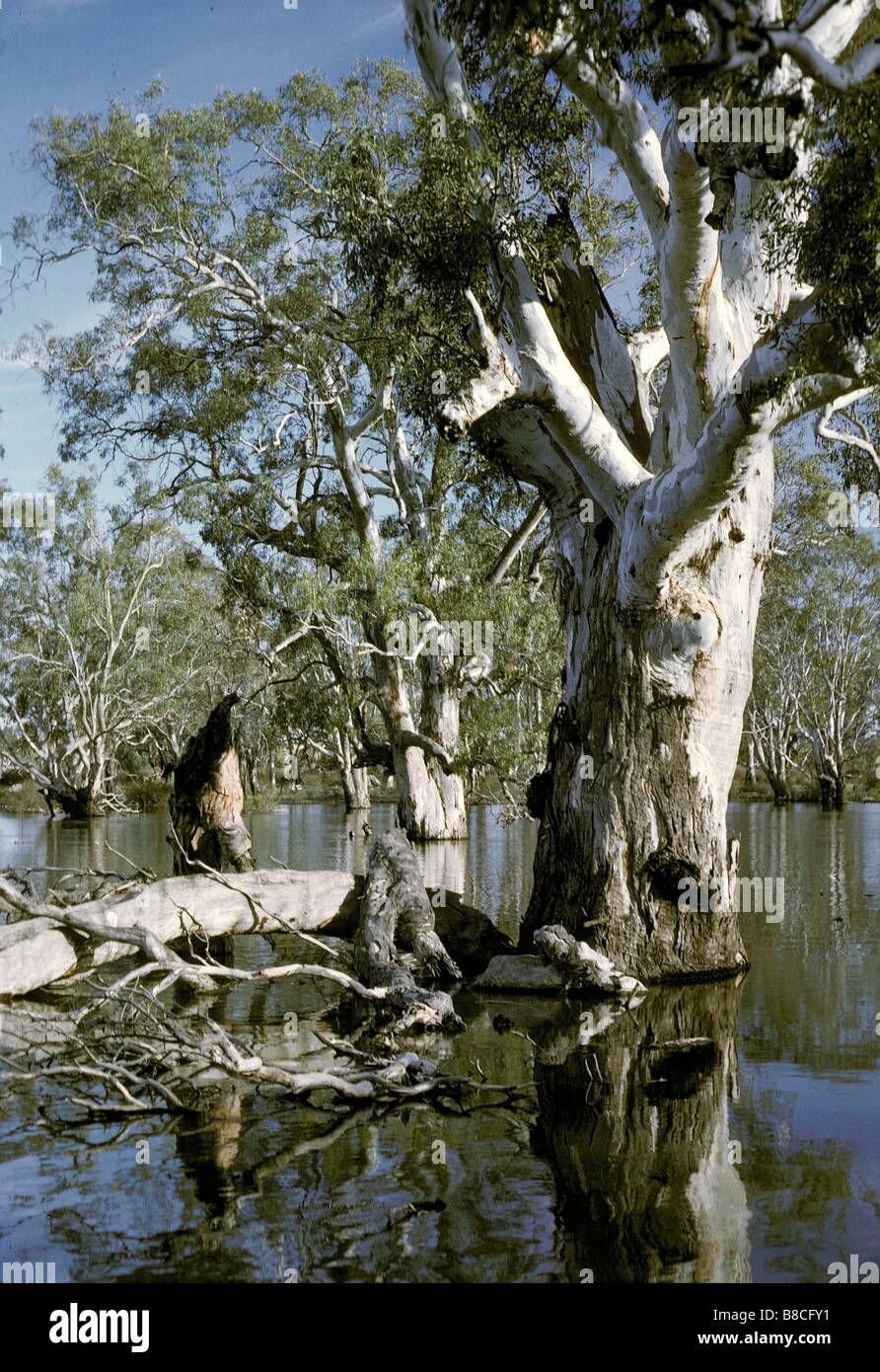 Red gum trees victoria hi-res stock photography and images - Alamy