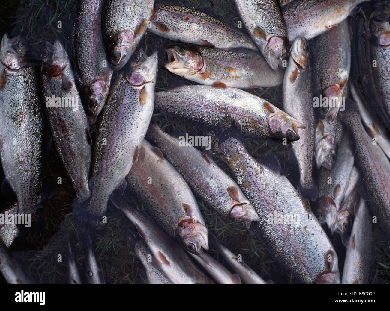 DEAD RAINBOW TROUT Stock Photo - Alamy