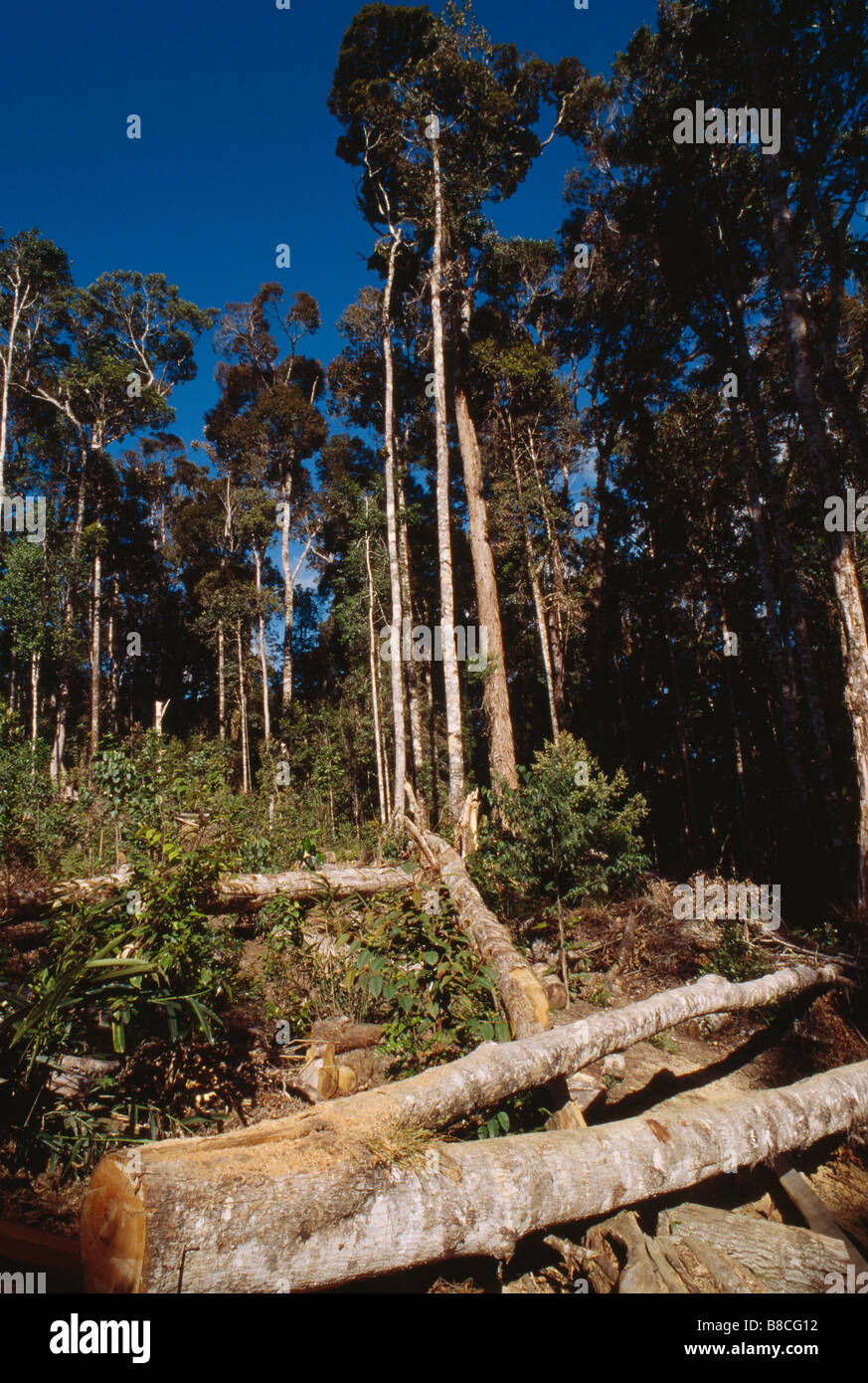 Papua new guinea deforestation hi-res stock photography and images - Alamy