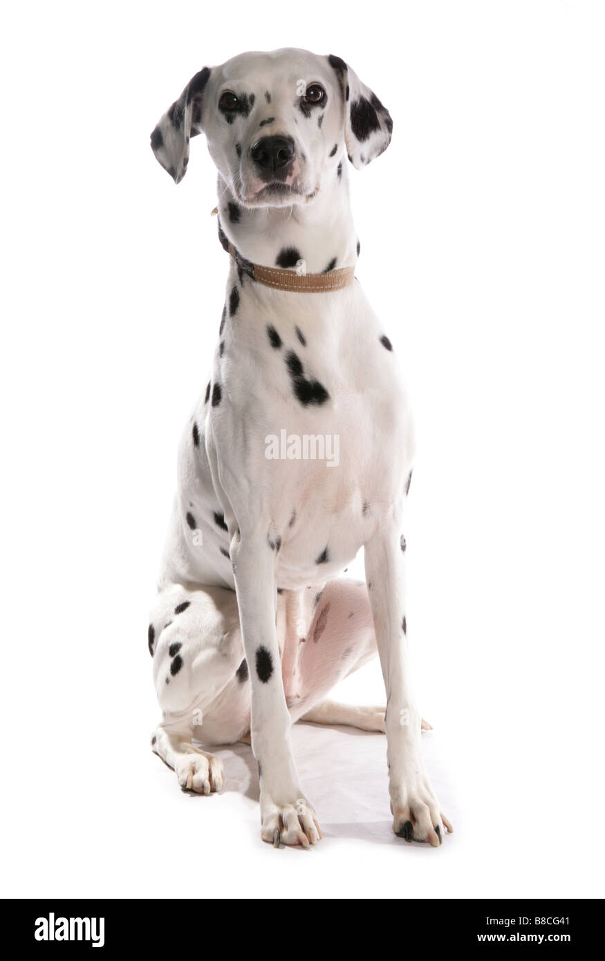 Dalmatian Dog Sitting Studio Stock Photo - Alamy