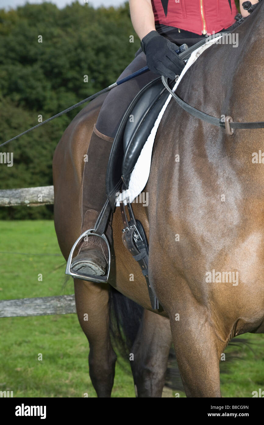 Female horseback rider sitting on brown horse, cropped Stock Photo - Alamy