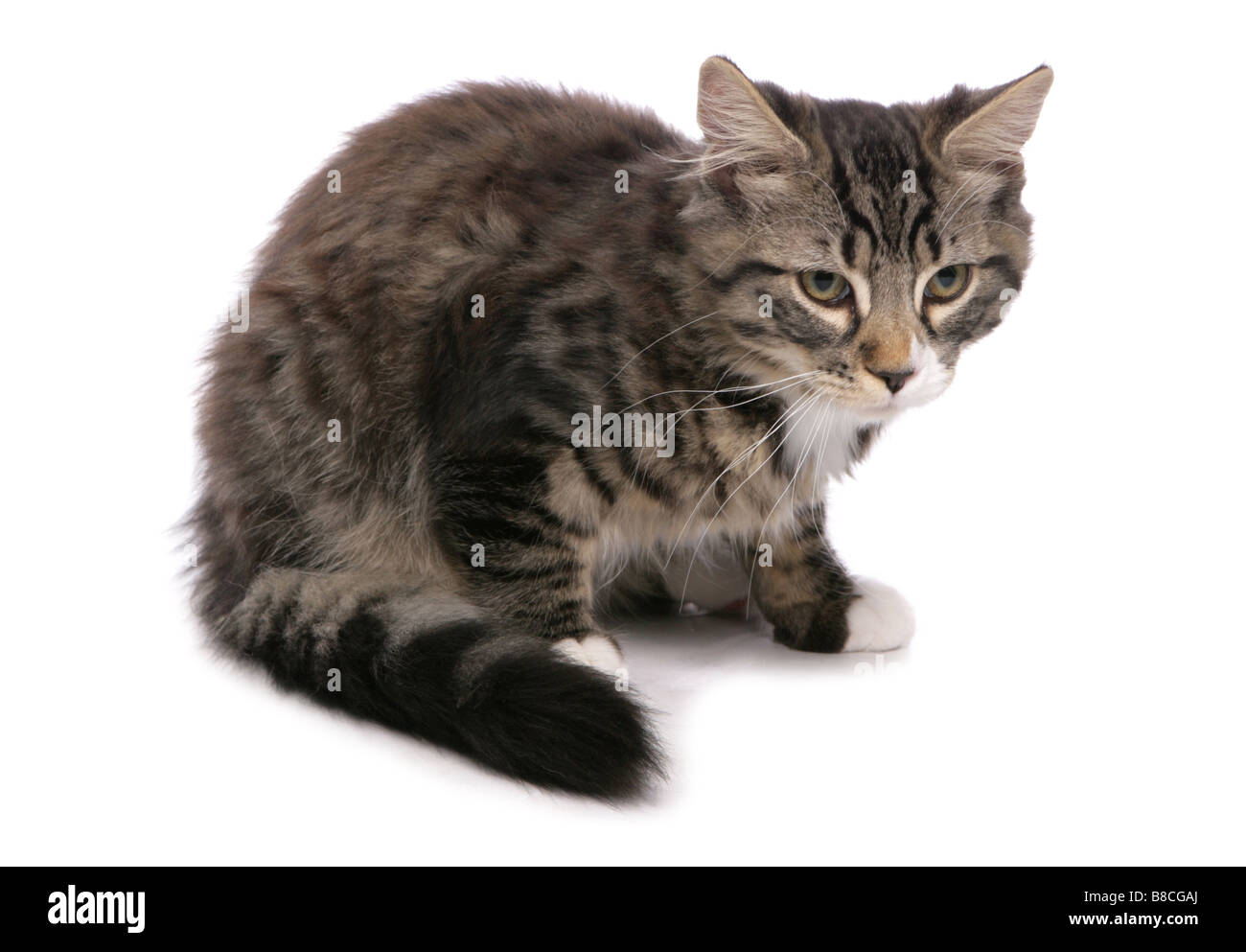 Tabby Cat Sitting Studio Stock Photo - Alamy