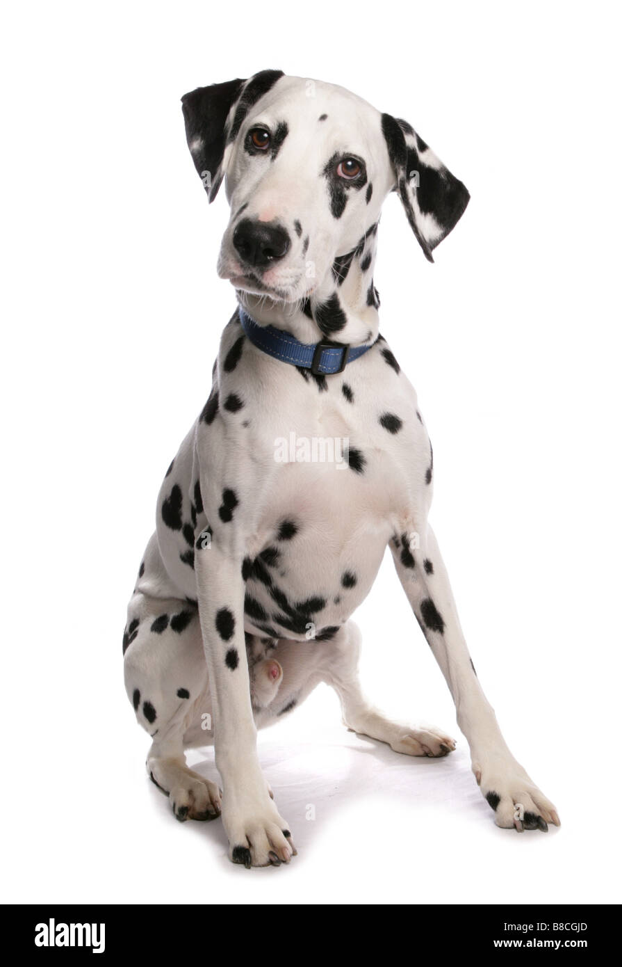 Dalmatian Dog Sitting Studio Stock Photo - Alamy