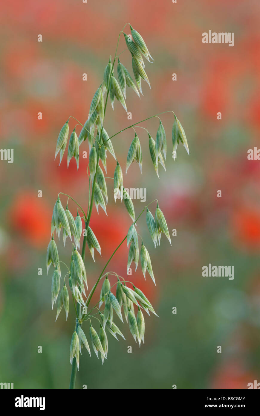 Avena avena fatua hi-res stock photography and images - Alamy