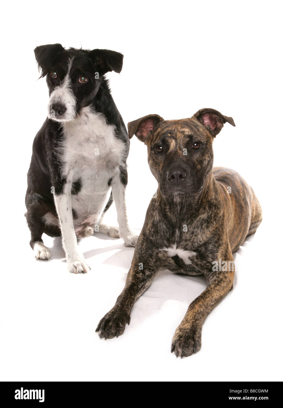 Two Mongrel Dogs Sitting and laying studio Stock Photo - Alamy