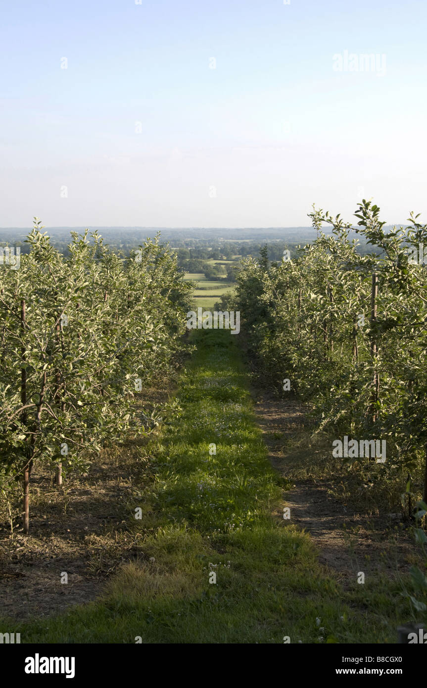 Path through orchard hi-res stock photography and images - Alamy