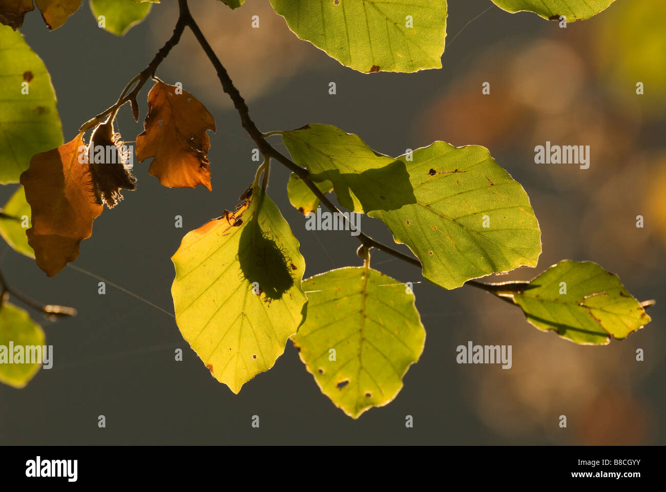 Beech Fagus sylvatica mast and leaves backlit by late afternoon sun ...