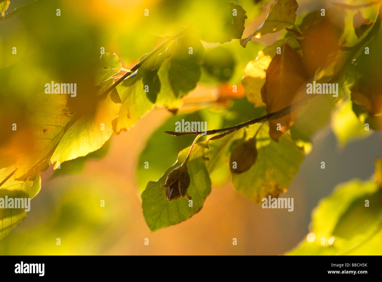 Beech Fagus sylvatica mast and leaves backlit by late afternoon sun ...
