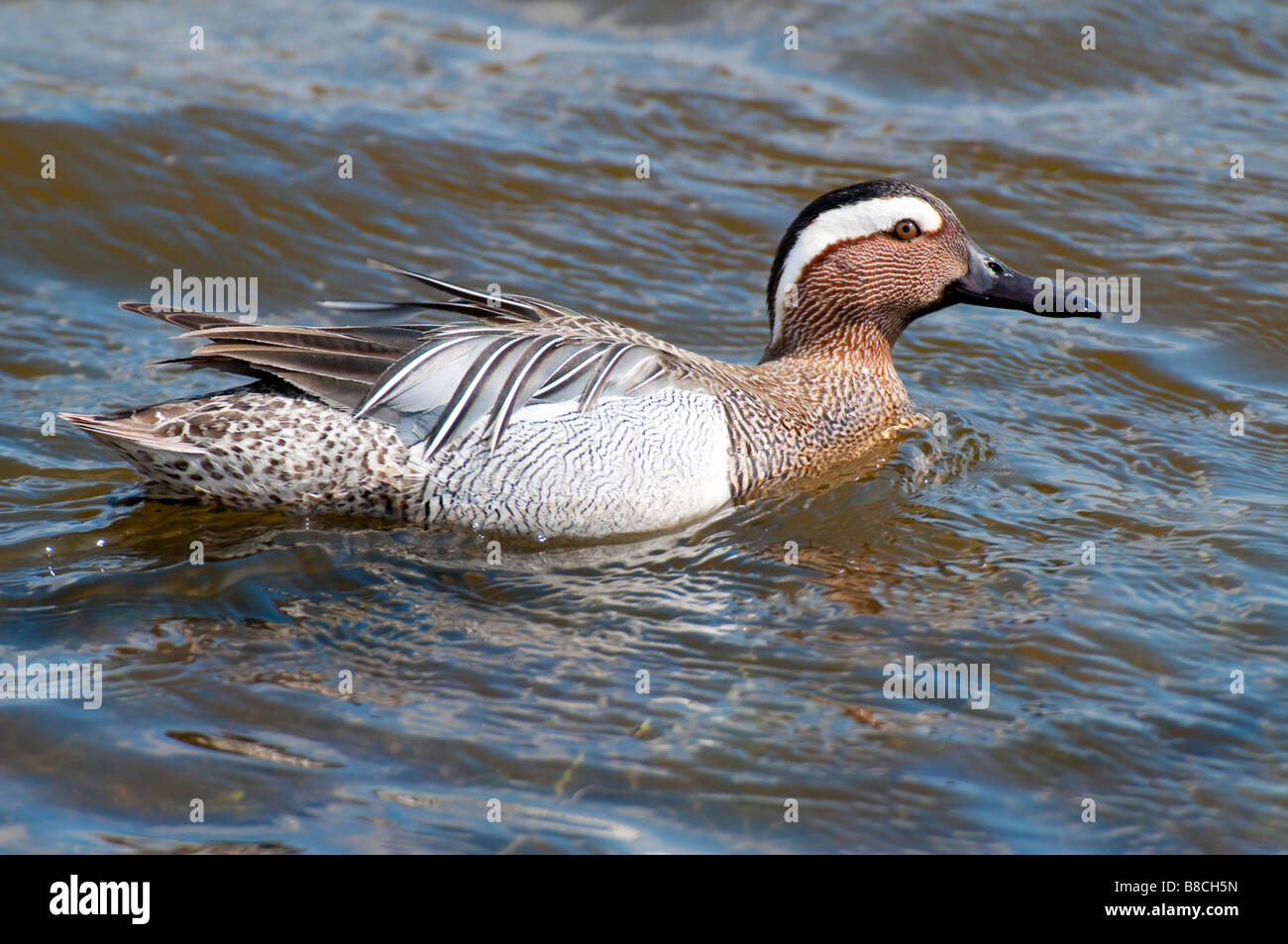 Männl. Knäkente (Anas querquedula) - Garganey drake Stock Photo - Alamy