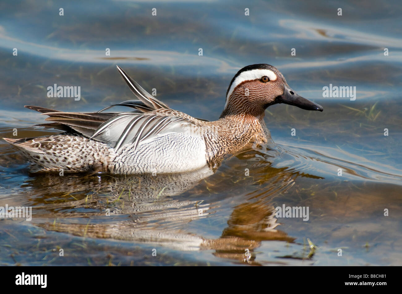 Männl. Knäkente (Anas querquedula) - Garganey drake Stock Photo - Alamy
