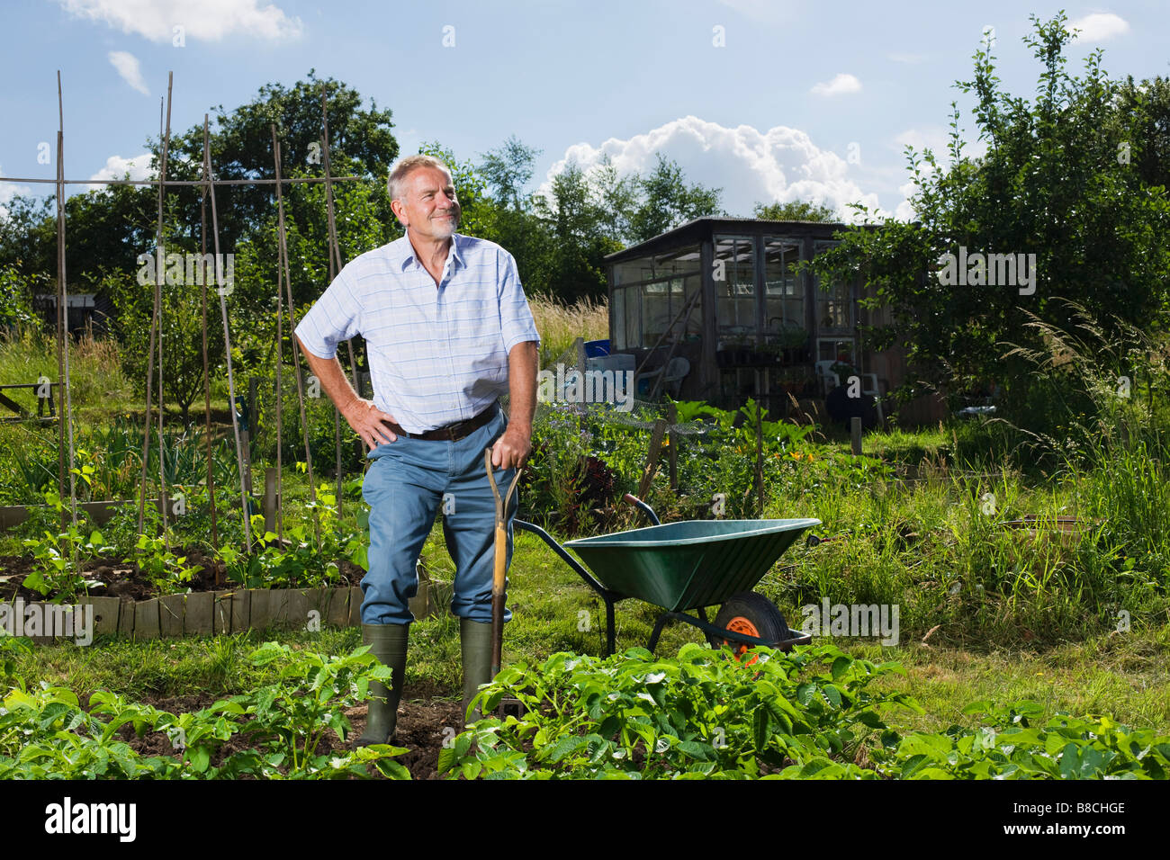 Senior man gardening Stock Photo - Alamy