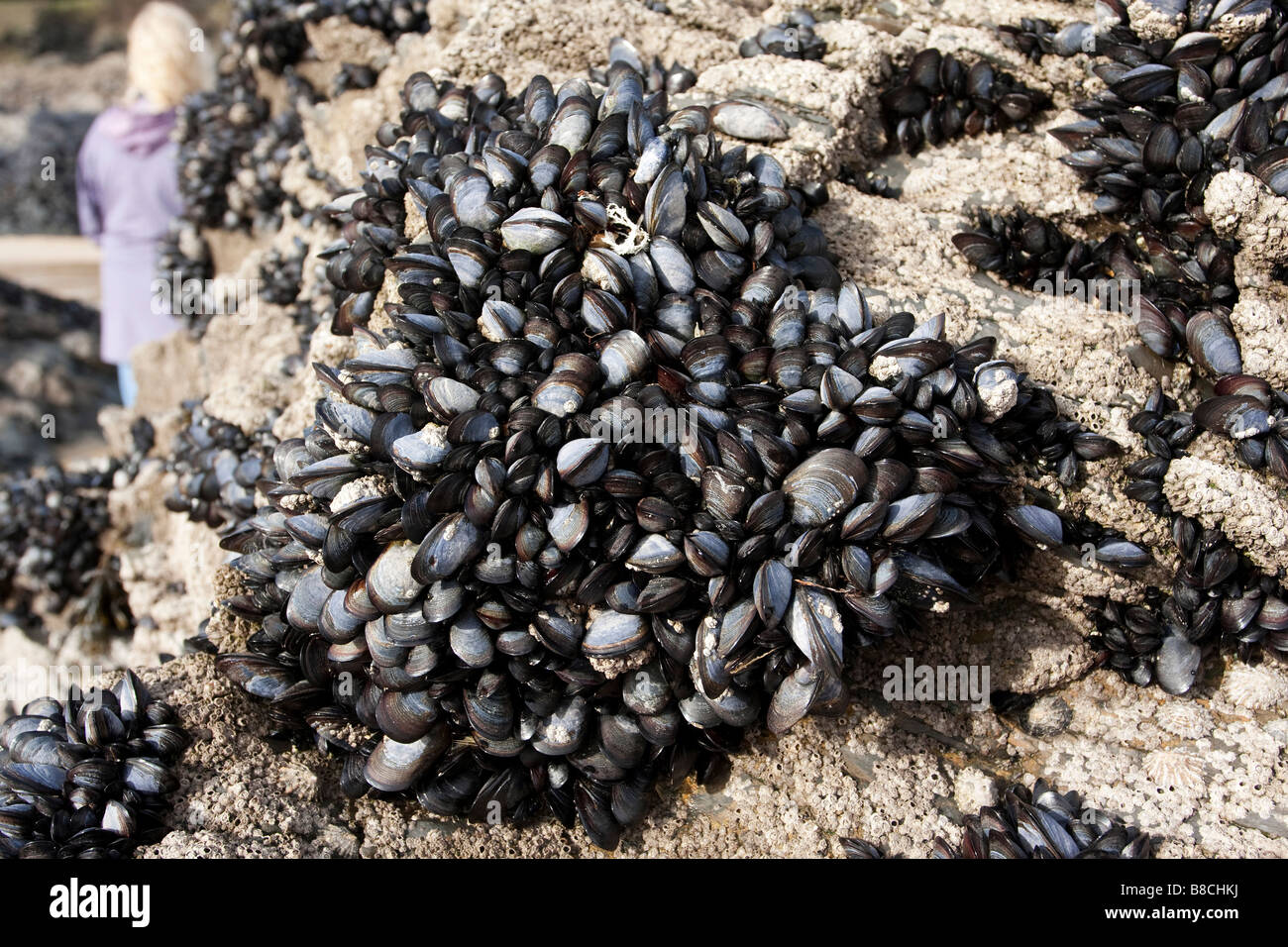 Growing mussels hi-res stock photography and images - Alamy