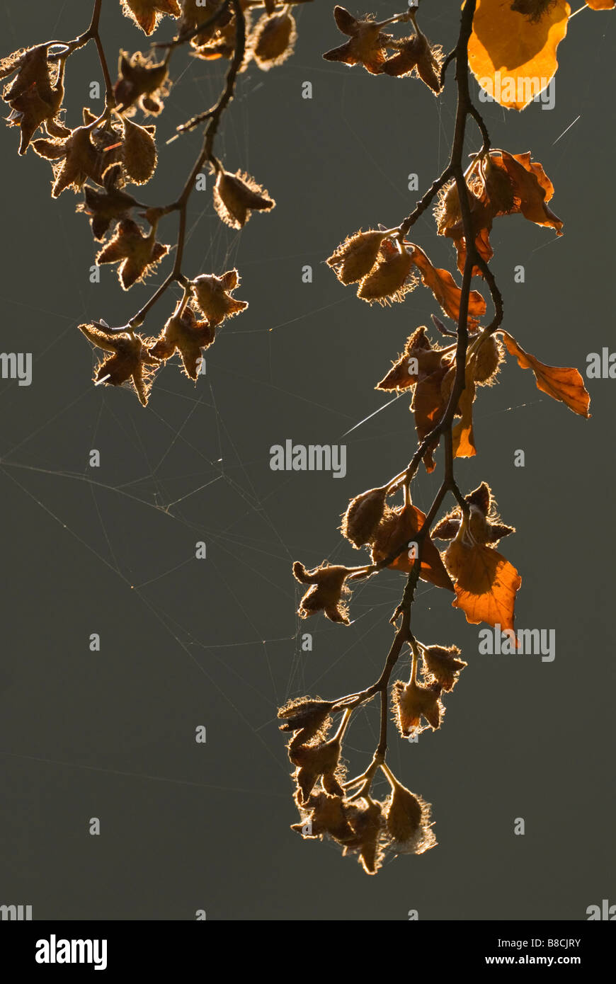 Beech Fagus sylvatica mast and leaves backlit by late afternoon sun ...
