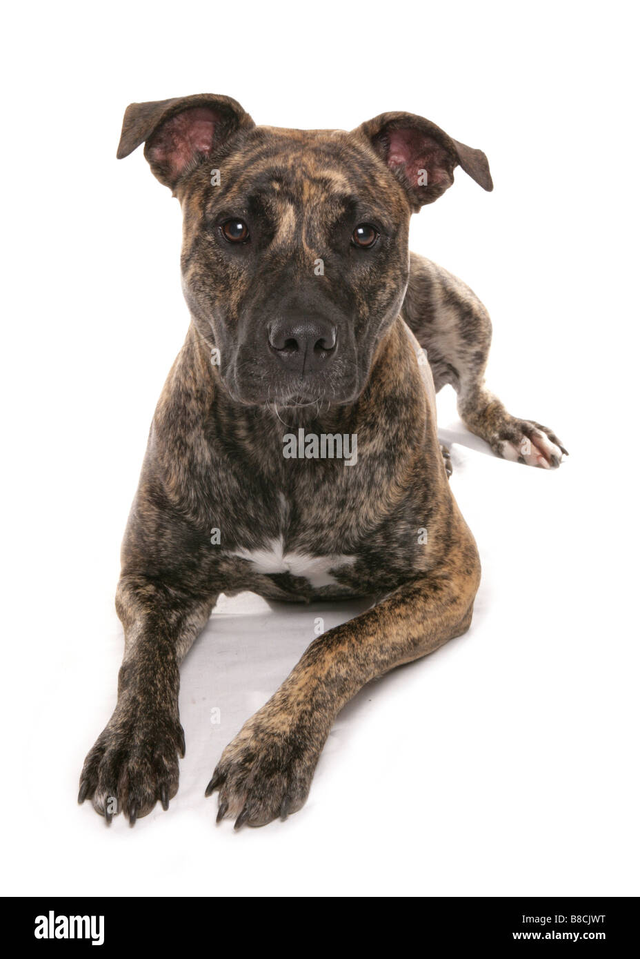 English Bulldog Greyhound Mix