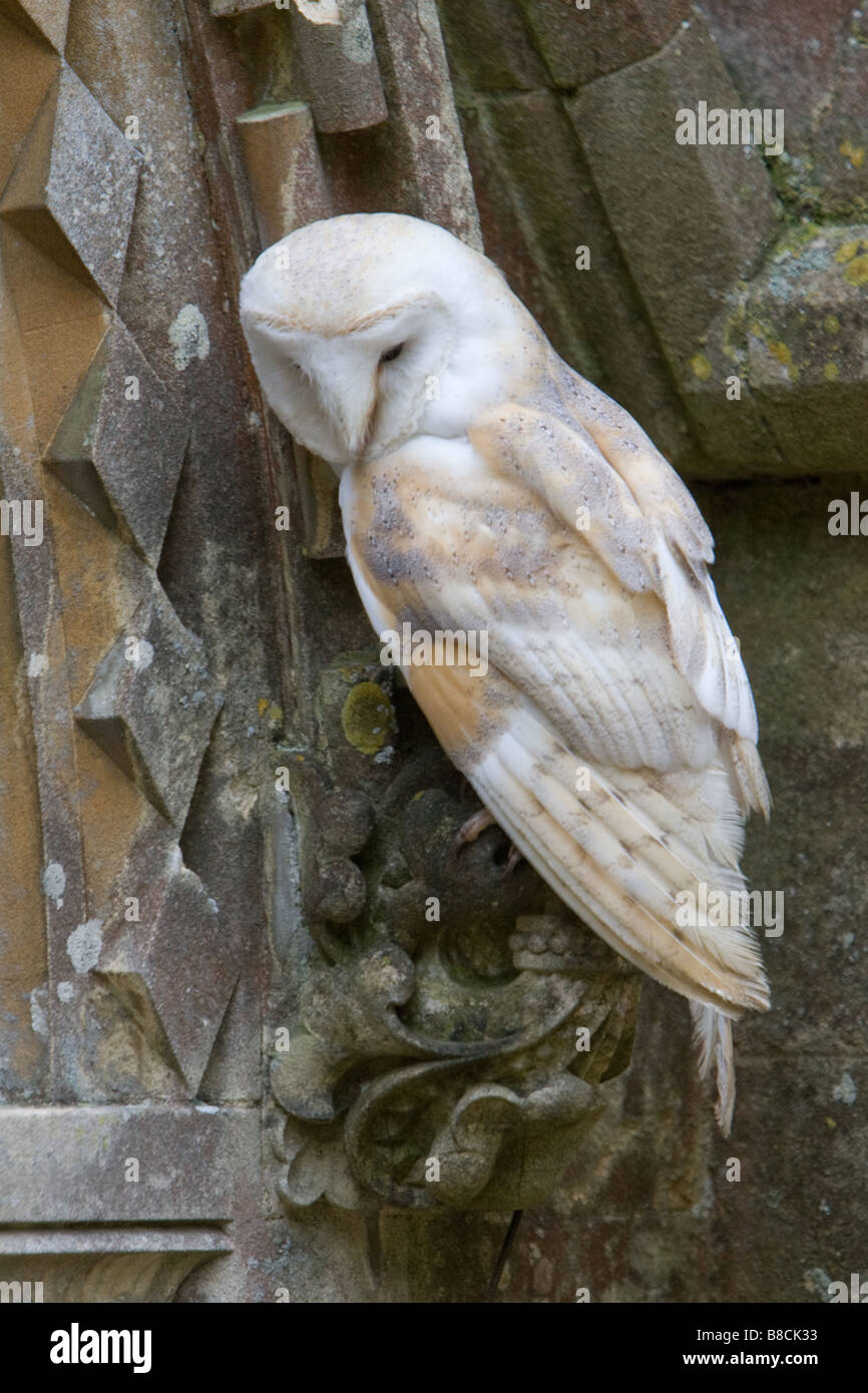 Barn Owl sitting on arch of church entrance Stock Photo - Alamy