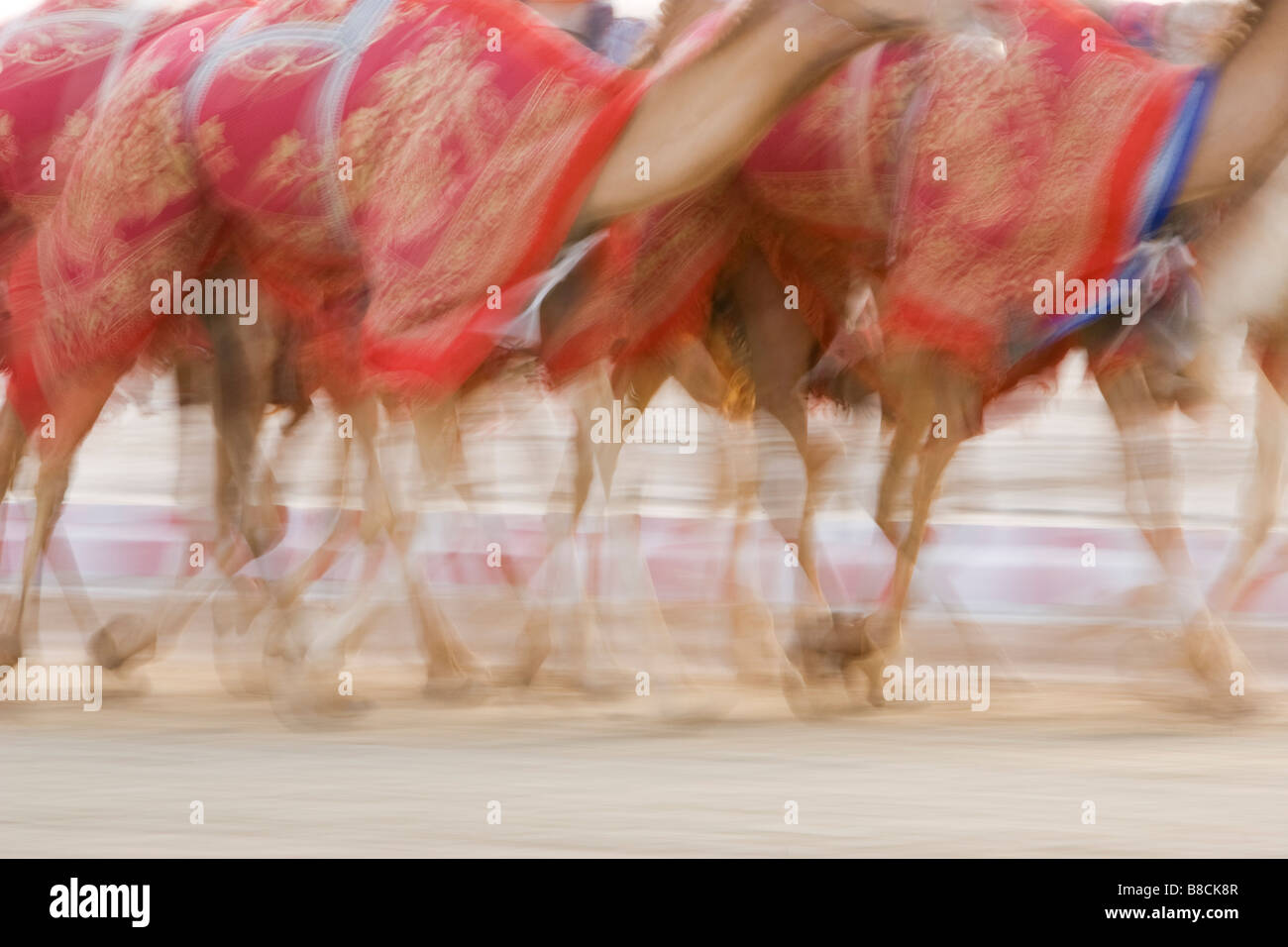 Running camels hi-res stock photography and images - Alamy