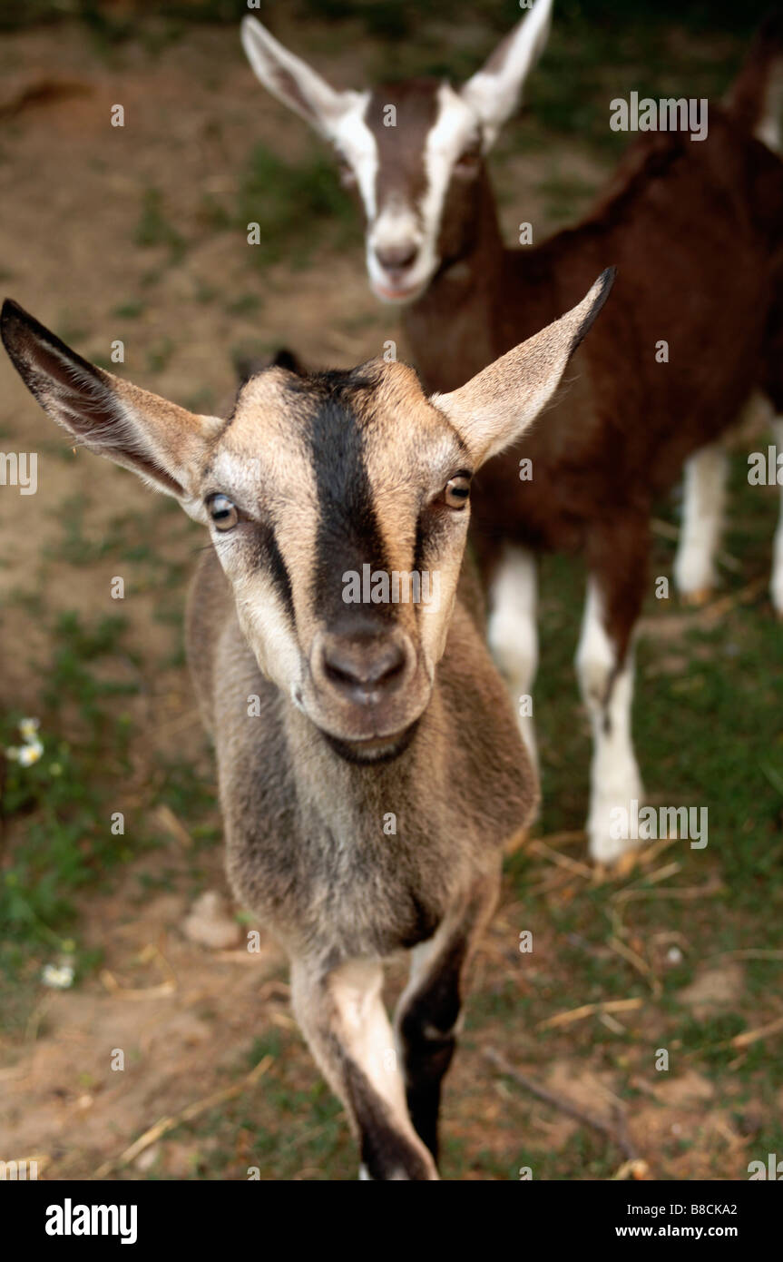 Goats, Riverdale Farm, Toronto,Ontario Stock Photo - Alamy